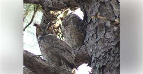 Great Horned Owls On Longleaf Pine Trail Ocala