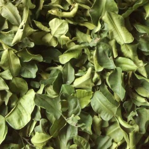 Product 100 Dried Lemon Leaves Dried Kaffir Lime Leaves From Vietnam