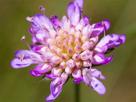 Embracing Bees As Garden Guests Has Wholesome Food Chain Reaction