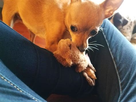 3 Steps To Getting Your Dog To Share Toys With You - Little Dog Tips