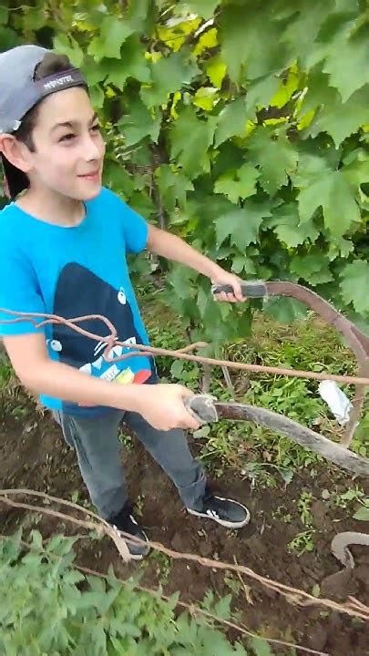 ჩვენი სასუფრე ყურძნის დაკულტივატორება ჩვენი ჭაღარათი Youtube