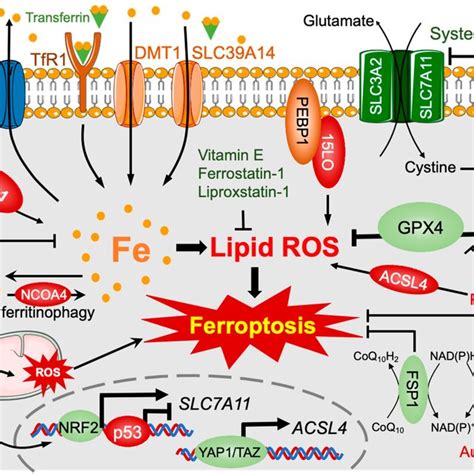 Regulatory Pathways Of Ferroptosis Iron Metabolism Is Tightly