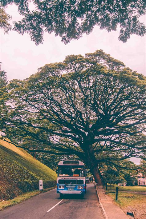 Peradeniya University Kandy Thats What She Had