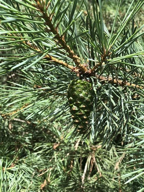 Pine Tree Needles Green Free Photo On Pixabay Pixabay
