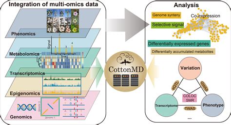 CottonMD Cotton Multiomics Database