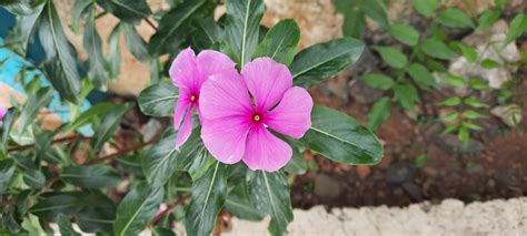Periwinkle Flower Nature Leaf Free Photo On Pixabay Pixabay