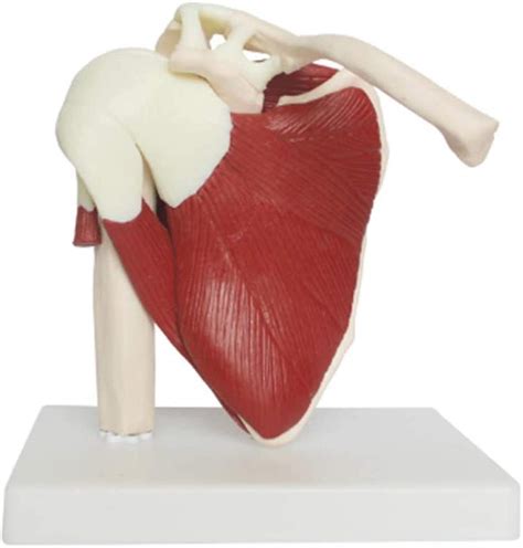 Body Model Educational Model Human Anatomy Shoulder Joint Model With