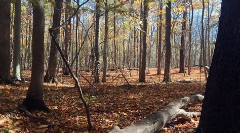 Eidson Woods Preserve 2025 All You Need To Know Before You Go With