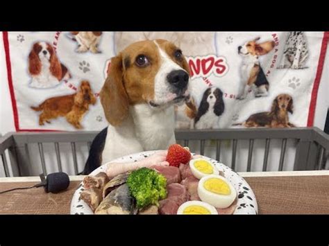 狗干饭不积极脑壳有问题 YouTube