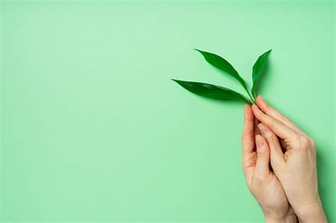 녹색 배경에 새싹을 들고 손으로 성장과 원예 창조적 인 개념 농업에 대한 스톡 사진 및 기타 이미지 농업 단일 객체 봄 Istock