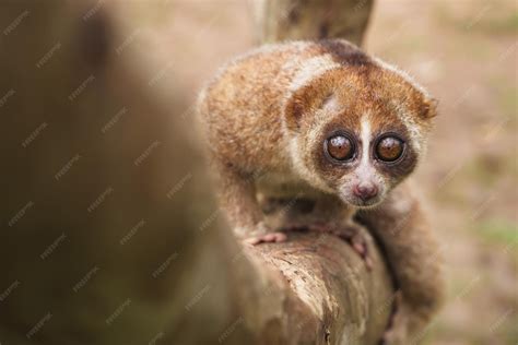 Premium Photo Slow Loris With Beautiful Eyes