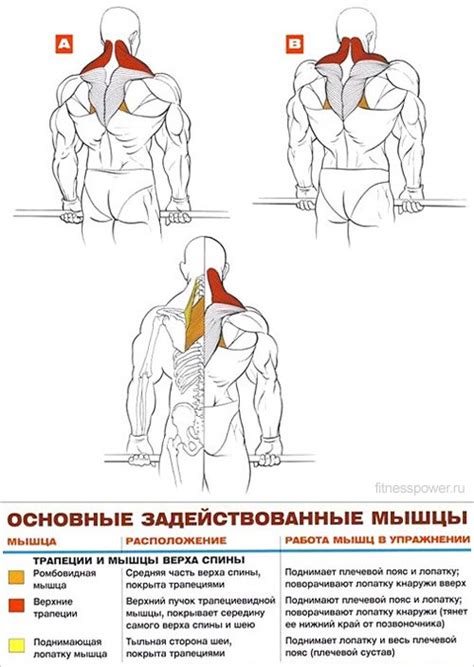 Шраги со штангой отзывы Упражнения на спину Физические упражнения