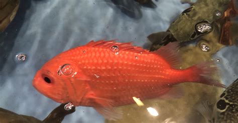 恵比寿鯛 寿司割烹 浪花