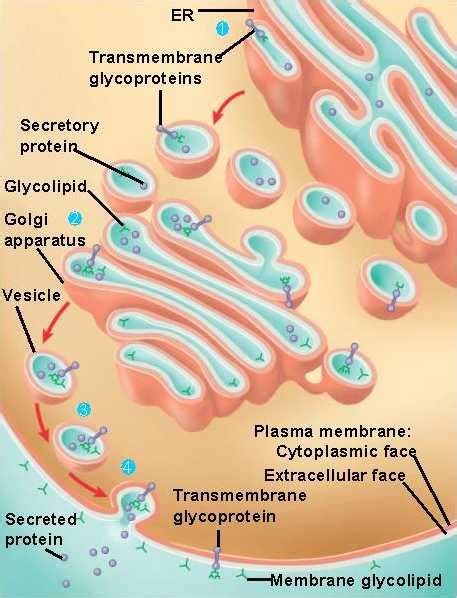 Chapter 7 Membrane Structure And Function