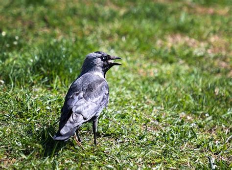 Premium Photo The Hooded Crow Corvus Cornix Is A Eurasian Bird
