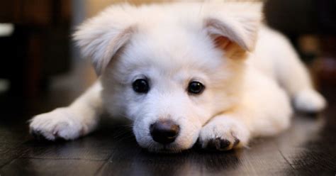 犬の写真はたくさん撮っておくべき 人に見せるためではなく、自分のために 「犬や猫ともっと幸せに」をコンセプトにしたwebメディア「sippo」