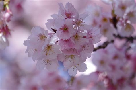 上野公園の大寒桜 ★お花写真館★