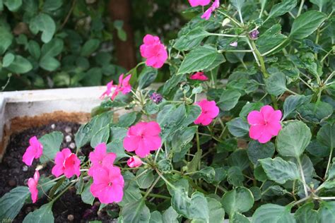Cuáles son las mejores plantas para un jardín pasos