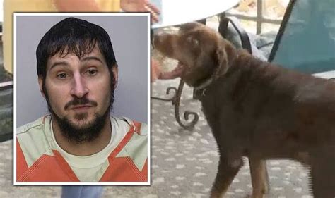 Dog Saves The Day And Wins 2000 After Helping Catch Inmate On The Run