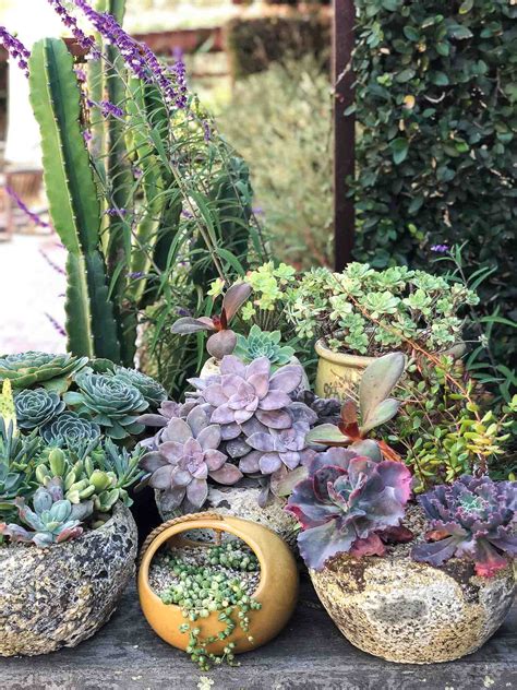 How To Make A Mini Cactus Garden