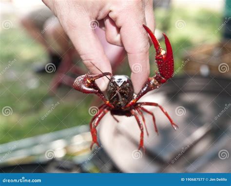 Single Red Hot Spicy Crawfish Fresh From The Pot At Crawfish Boil