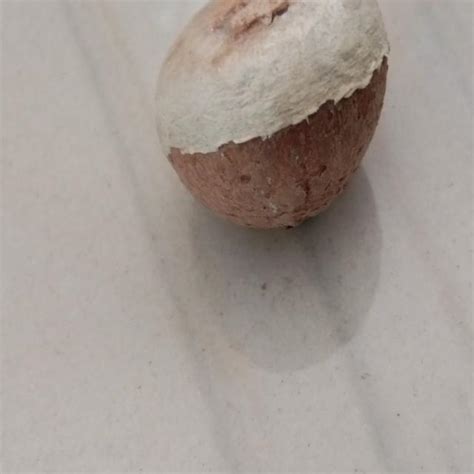 arecanut segment instance segmentation dataset and pre trained model by
