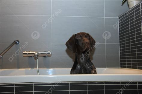 Five Month Old German Shorthaired Pointer Male In The Bathtub Photo