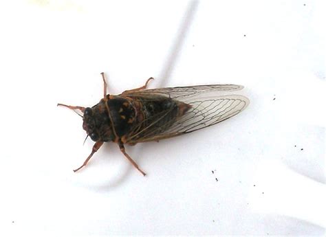 Laures Gardens Strange Buzzing Bugs Of Summer