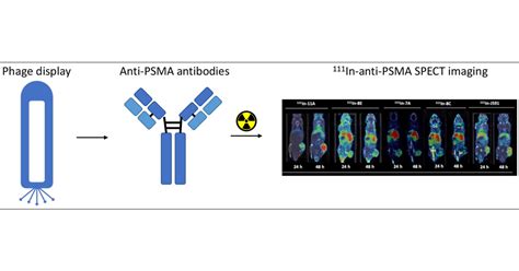 Tumor Targeting Ability Of Novel Anti Prostate Specific Membrane