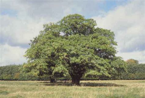 Oak