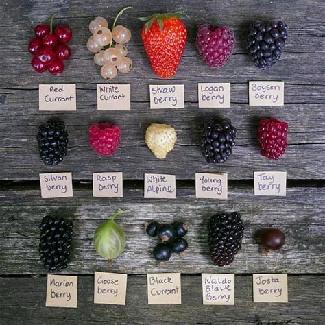 A Cool Guide For Berries Rcoolguides