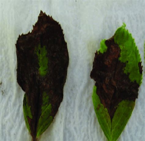 Irregular Necrotic Lesions On Hydrangea Leaves Affected By Botrytis