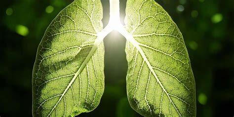 Breathe Freely Herbal Solutions For Cleansing The Lungs And Supporting