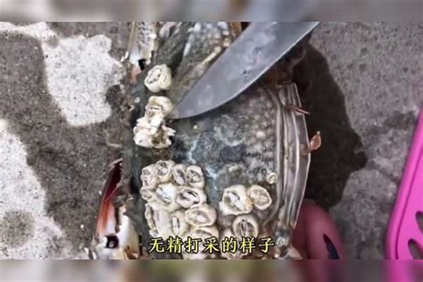 解压合集清理藤壶极度舒适睡会介意看一看呢一