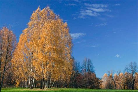 6 Best Plants To Plant Under Your Birch Tree Tree Journey