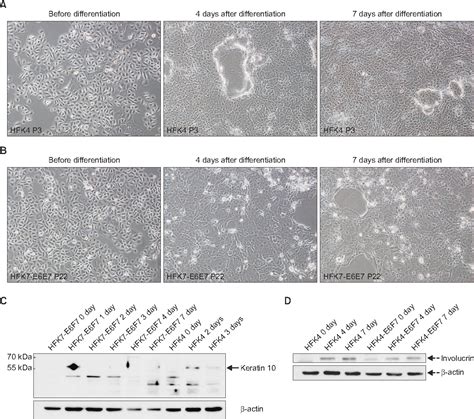 Figure 6 From Establishment Of Immortalized Primary Human Foreskin