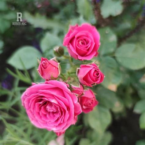Roses Abc Rose Lovely Lydia