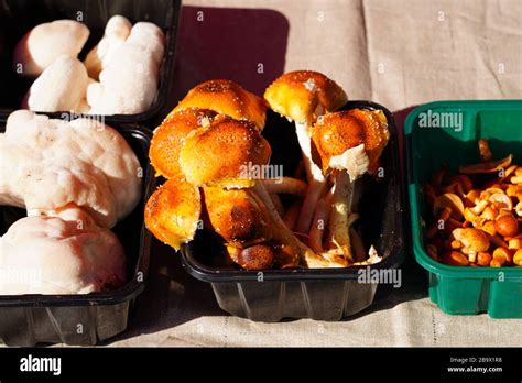 Containers Of Assorted Mushroom For Sale At A Farmers Market Stock