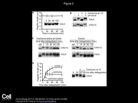 The Phosphorylation State Of An Aurora Like Kinase Marks The Length Of