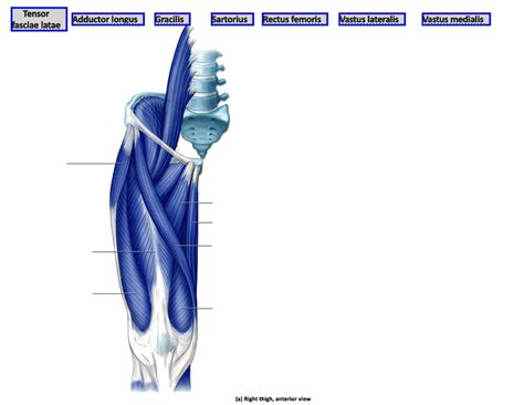Solved Texts Tensor Adductor Longus Fasciae Latae Gracilis Sartorius
