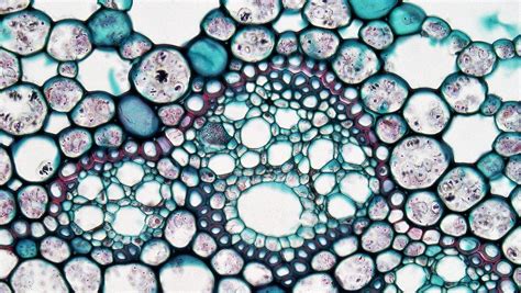 Angiosperm Cross Section Tissue