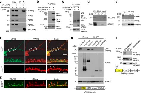 Lrrk2 Interacts With Pkariiβ A Co Ip Of Transgenic Human Wild Type