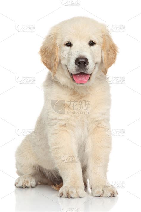 金毛寻回犬小狗垂直画幅幸福纯种犬寻回犬小的可爱的幼小动物动物主题