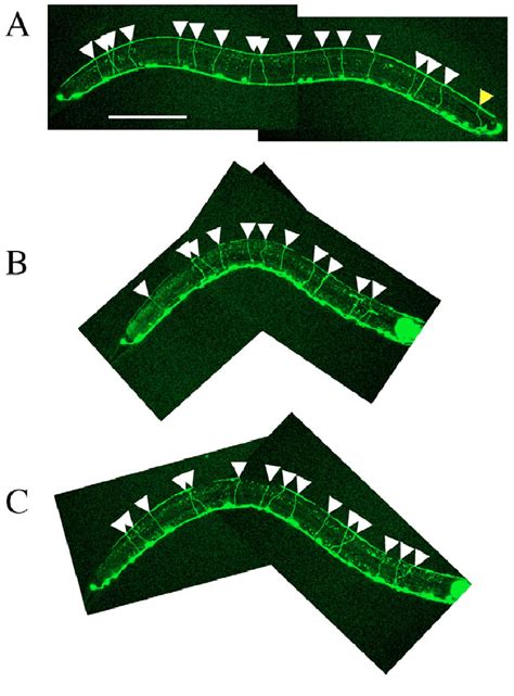 Let 92 S504 Partially Suppresses Dd And Vd Axon Guidance Defects In Download Scientific
