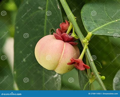 Seed Of Sauropus Androgynus Star Gooseberry Royalty Free Stock Image