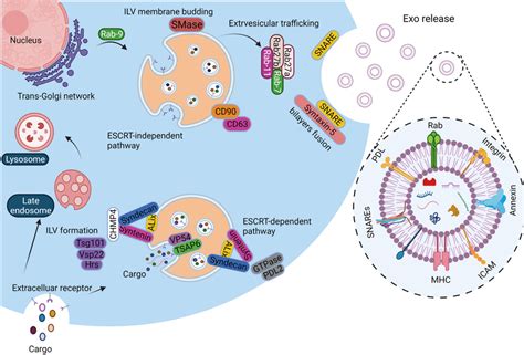 Exo Biogenesis Following The Formation Of Early Endosomes And MVBs