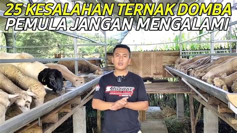 SUKSES BREEDING DOMBA PEMULA JANGAN LAKUKAN 25 KESALAHAN TERNAK YouTube