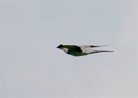 鳥撮り運まかせ3 カッコウです