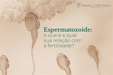 Espermatozoide O Que é E Qual Sua Relação Com A Fertilidade Adriana