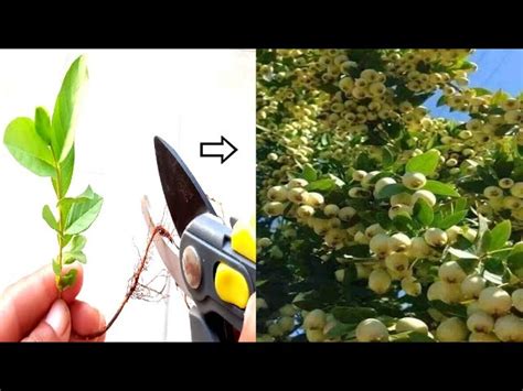 A Genius Way To Grow Guava Guava Cultivation Gardener Guidebook